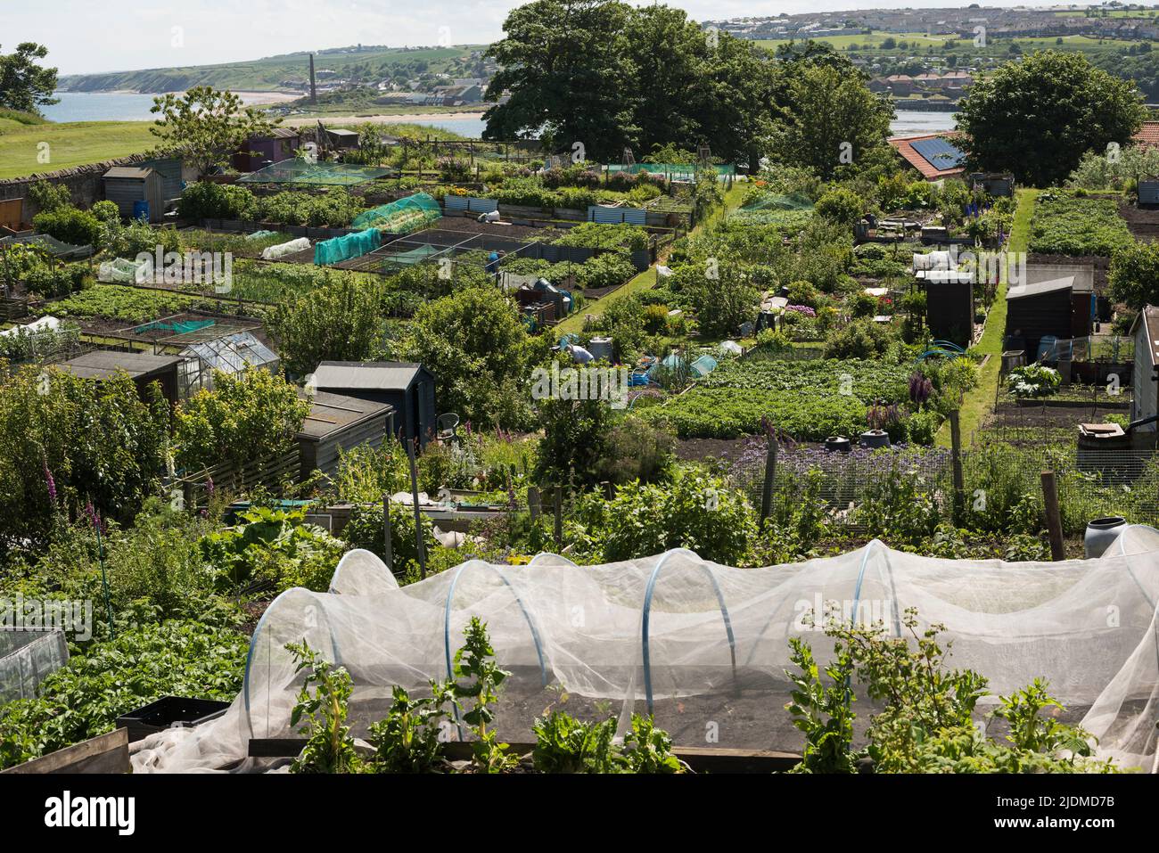 Allotments seen from Elizabethan walls, Berwick on Tweed ...
