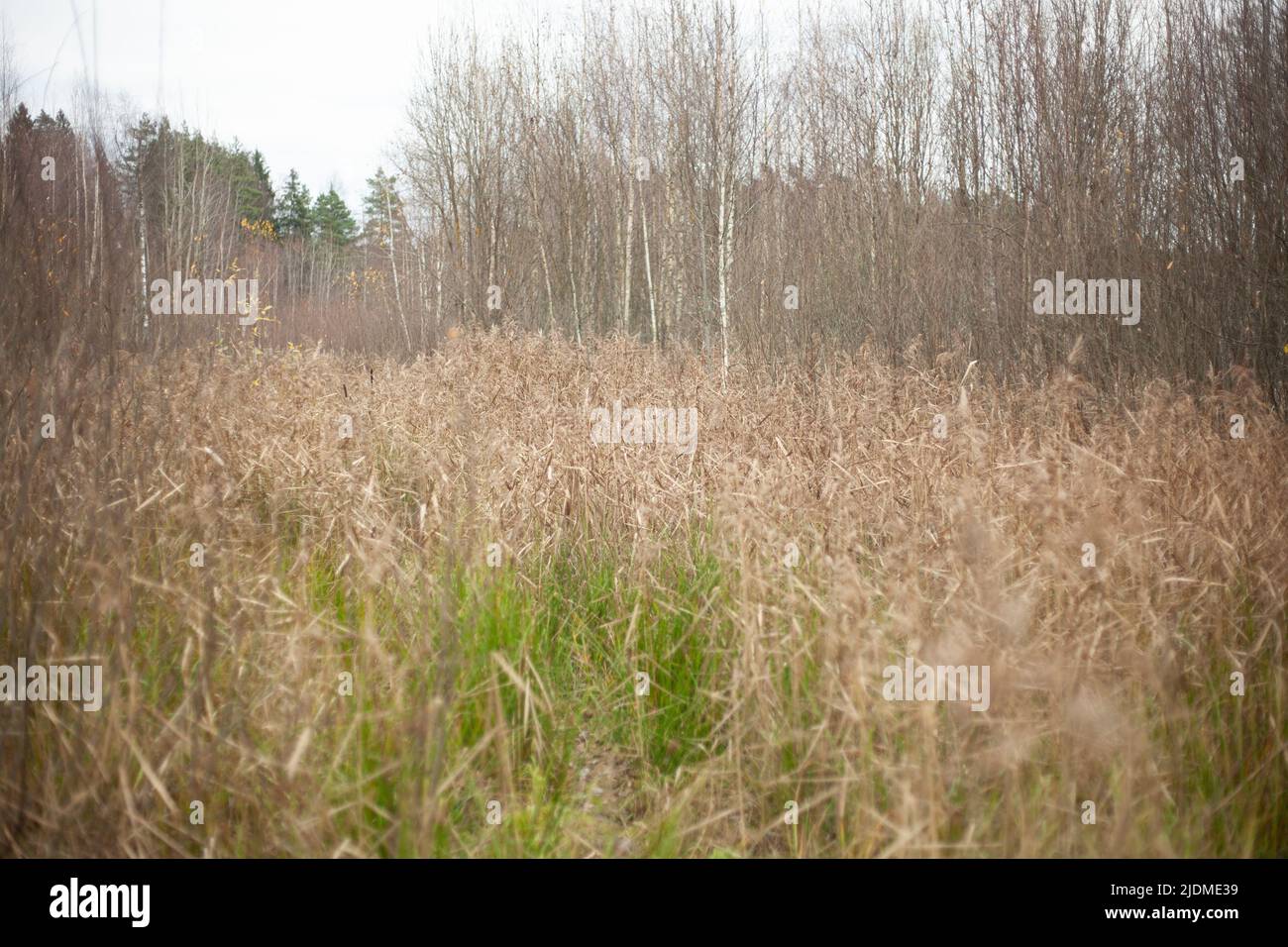 Grasses in swamp. Autumn plants in forest. Details of nature. Natural ...