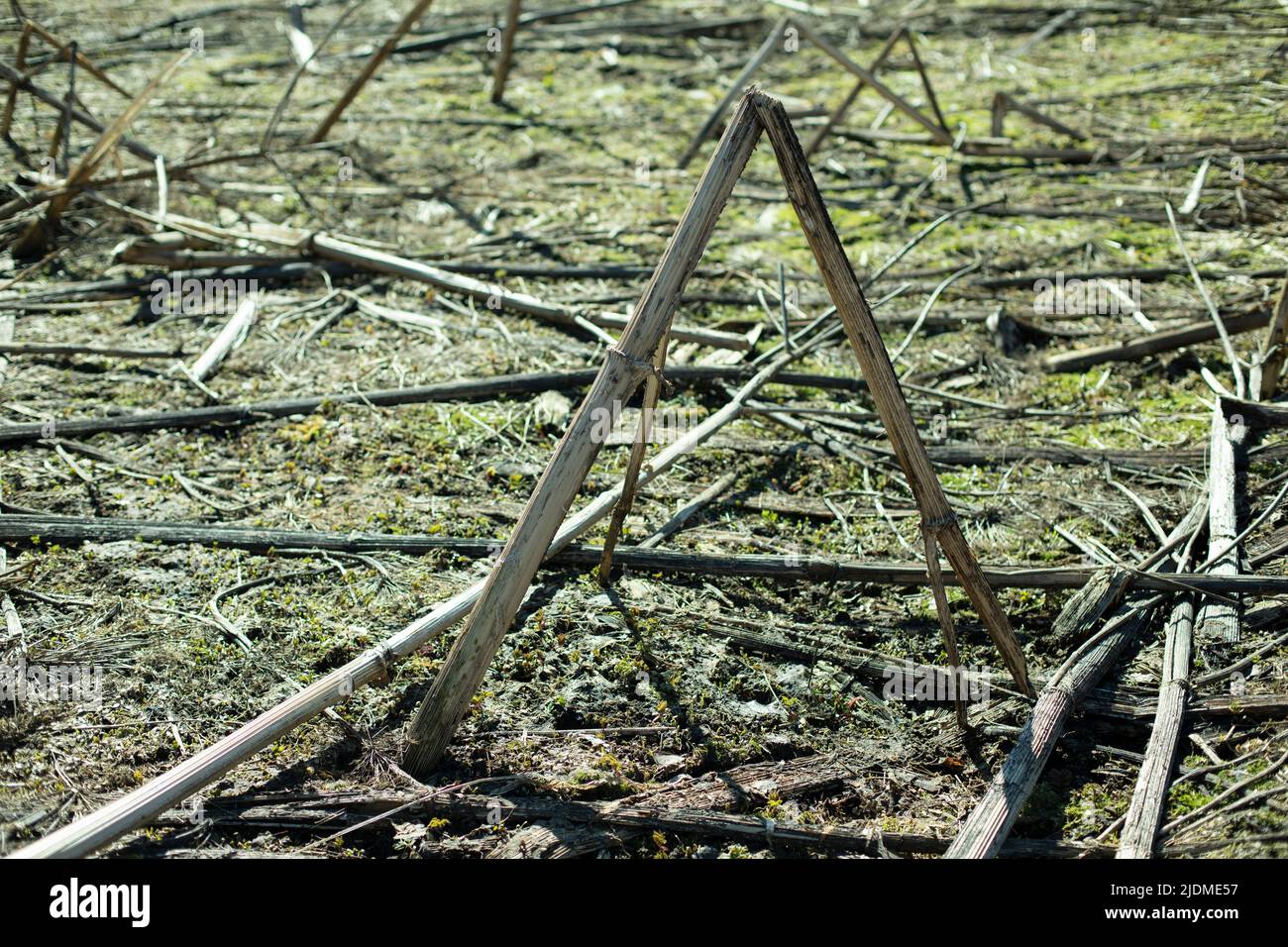 Swamp grasses in forests. Spring plants. Texture of wooded area. Dry ...