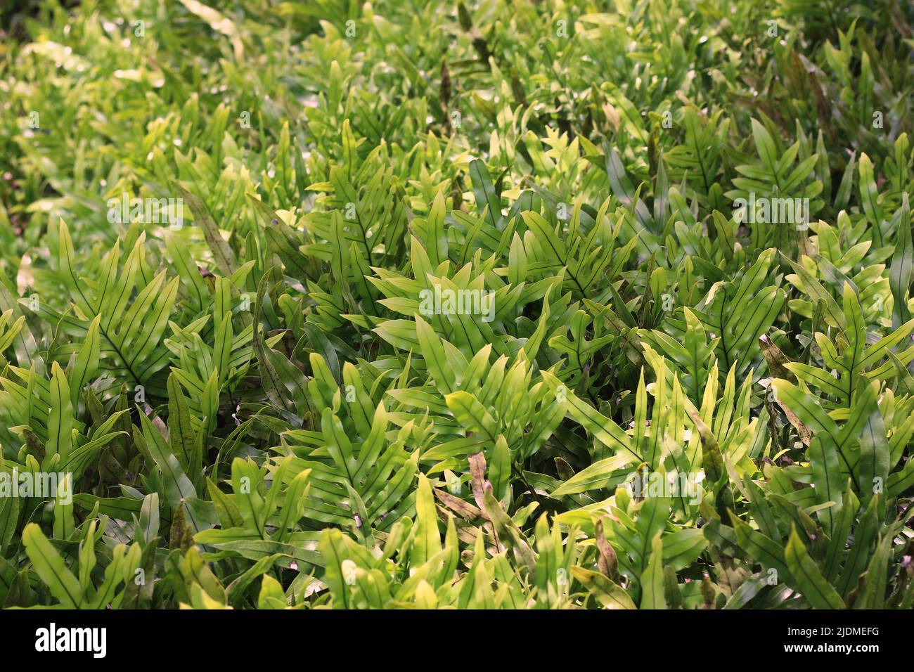 Lush tropical green fern plants growing in the sunny meadow Stock Photo ...