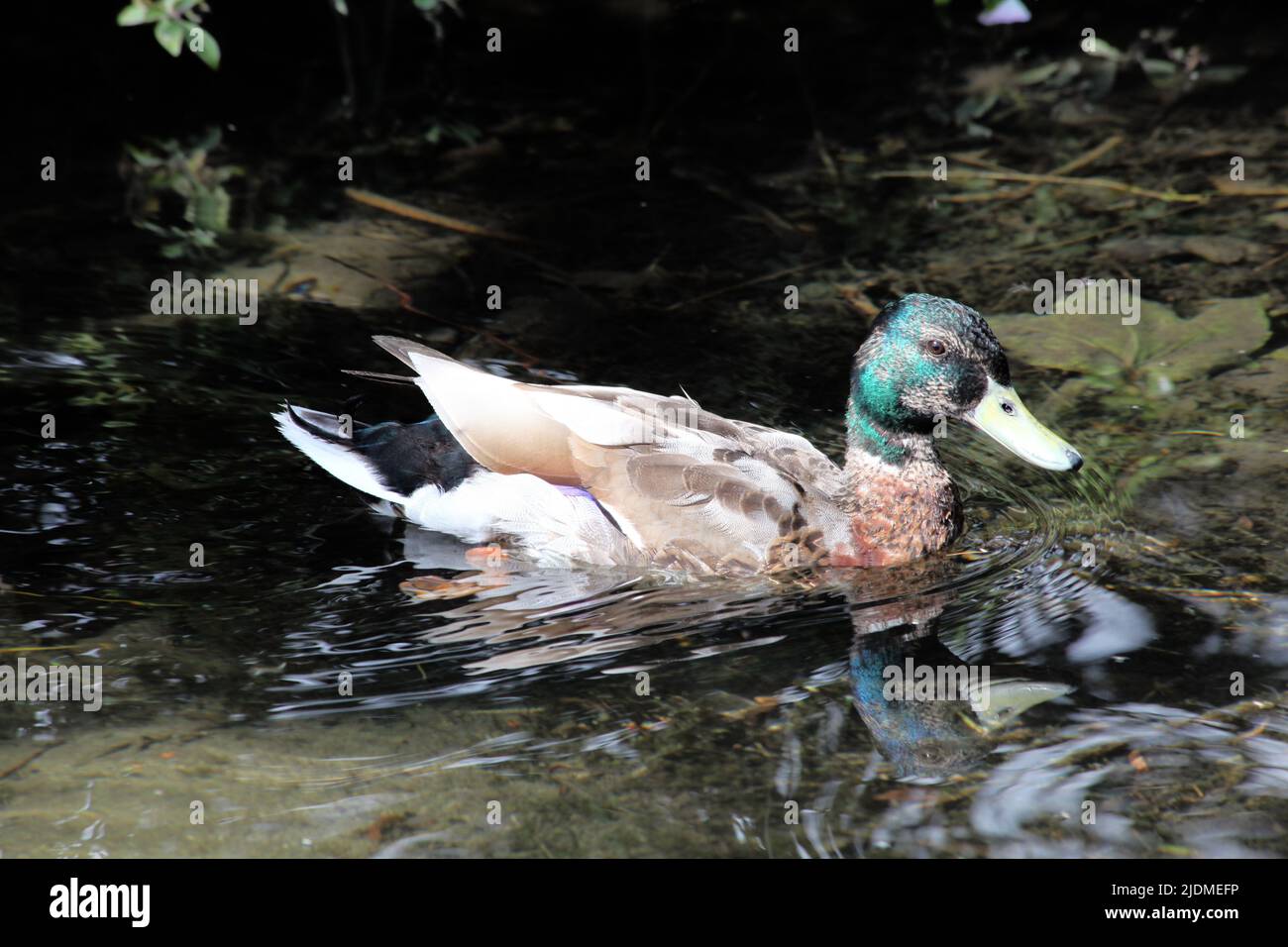 English fowl hi-res stock photography and images - Alamy