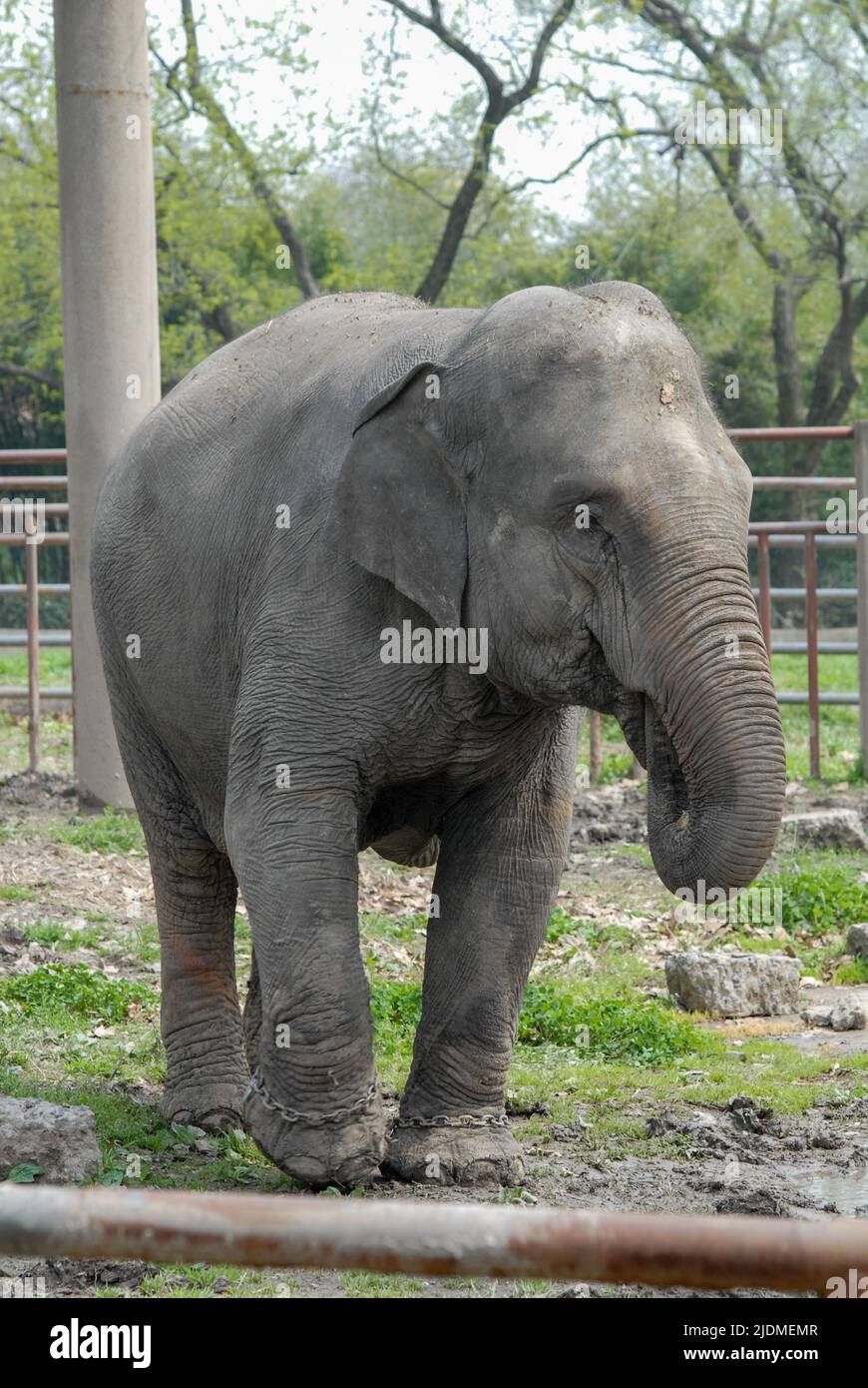 An elephant with chains in Wuhan zoo, China Stock Photo - Alamy