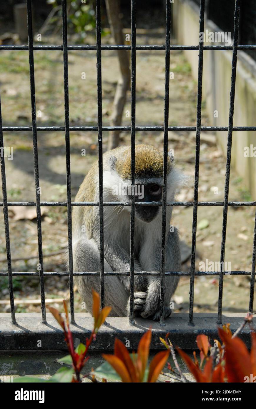 Prisoner behind bars hi-res stock photography and images - Alamy