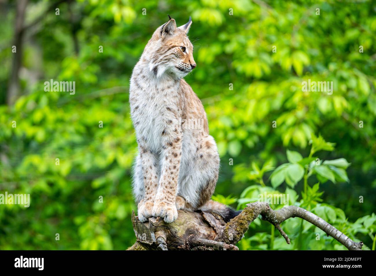 Lynx habitat hi-res stock photography and images - Alamy