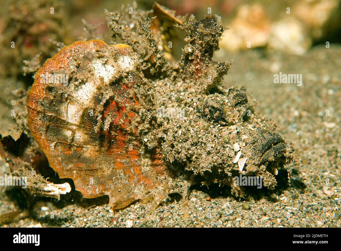 Devil fish, Demon stinger or devil stinger (Inimicus didactylus ...