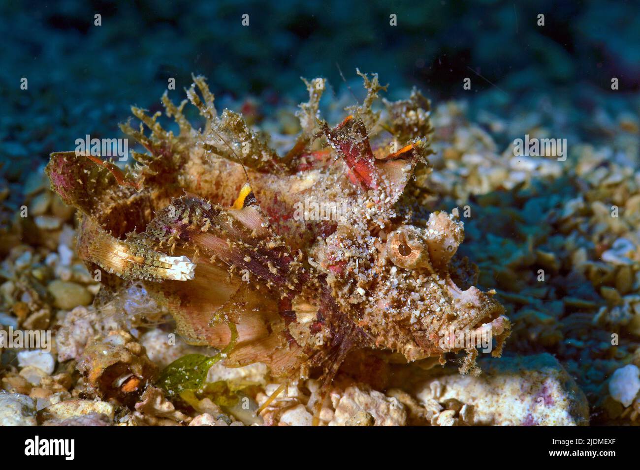 Demon stingerfish hi-res stock photography and images - Alamy