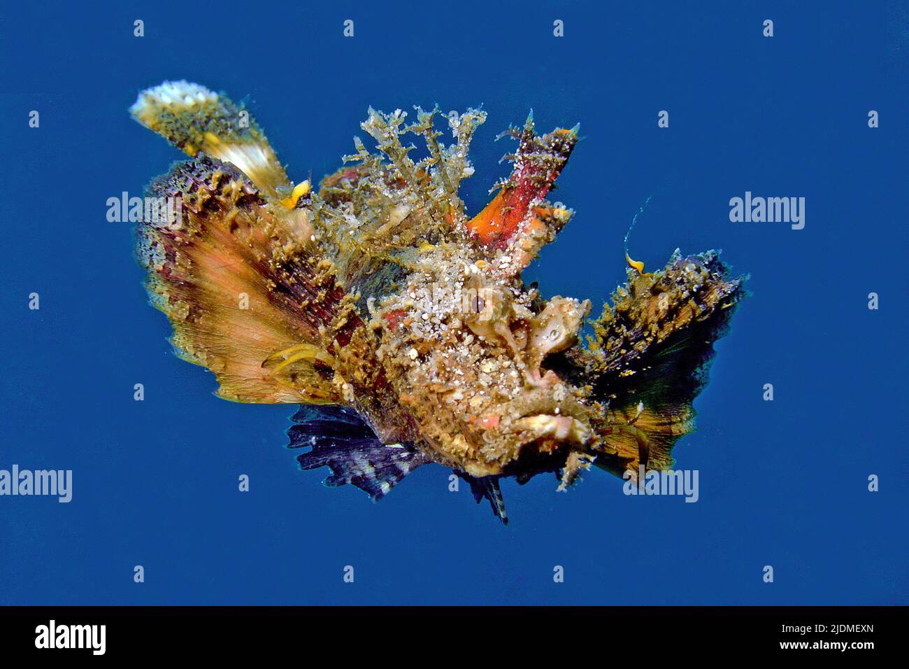 Devil walkman hi-res stock photography and images - Alamy