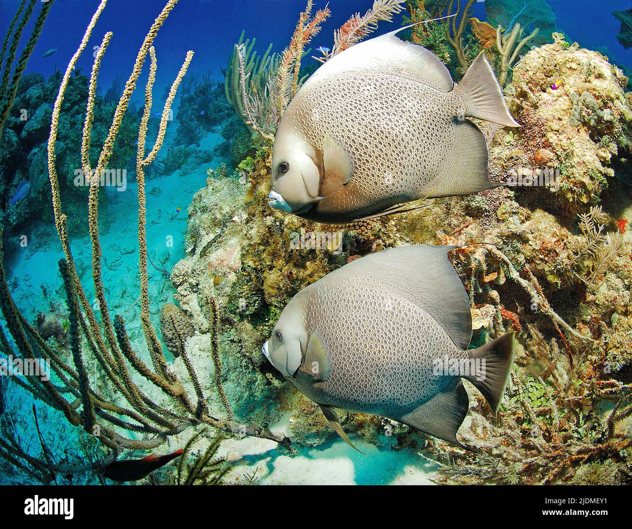 Black angelfish hi-res stock photography and images - Alamy