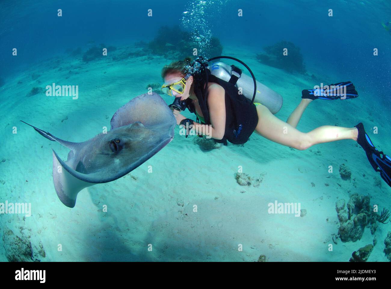 Stingray city cayman islands hi-res stock photography and images - Alamy