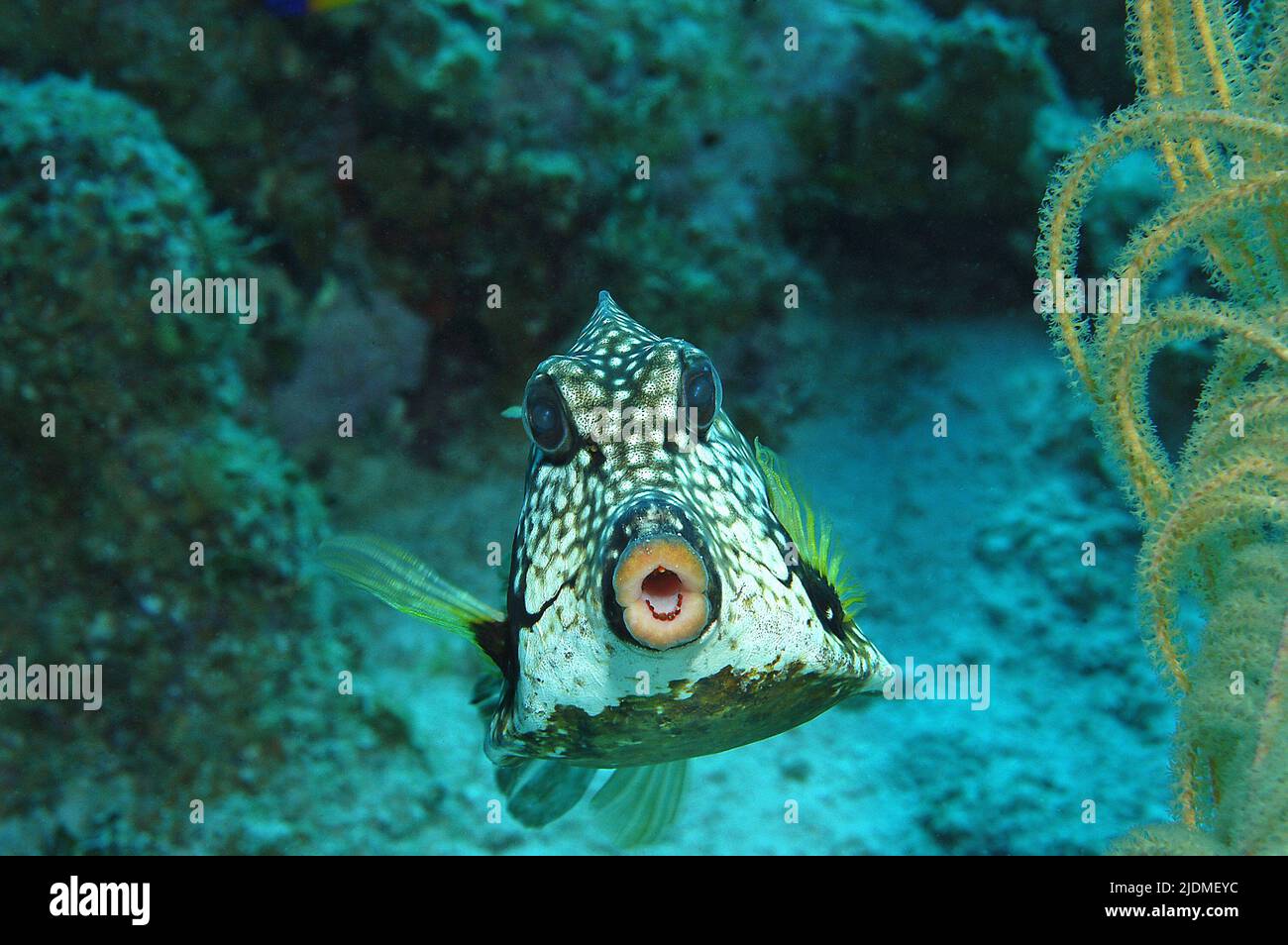 Smooth trunkfishes hi-res stock photography and images - Alamy