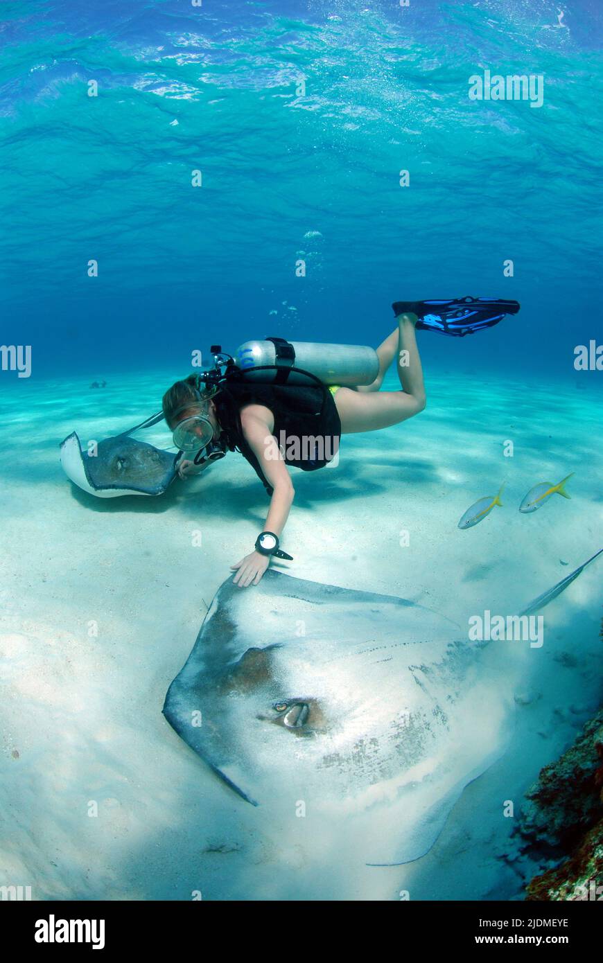 Stingray city cayman islands hi-res stock photography and images - Alamy