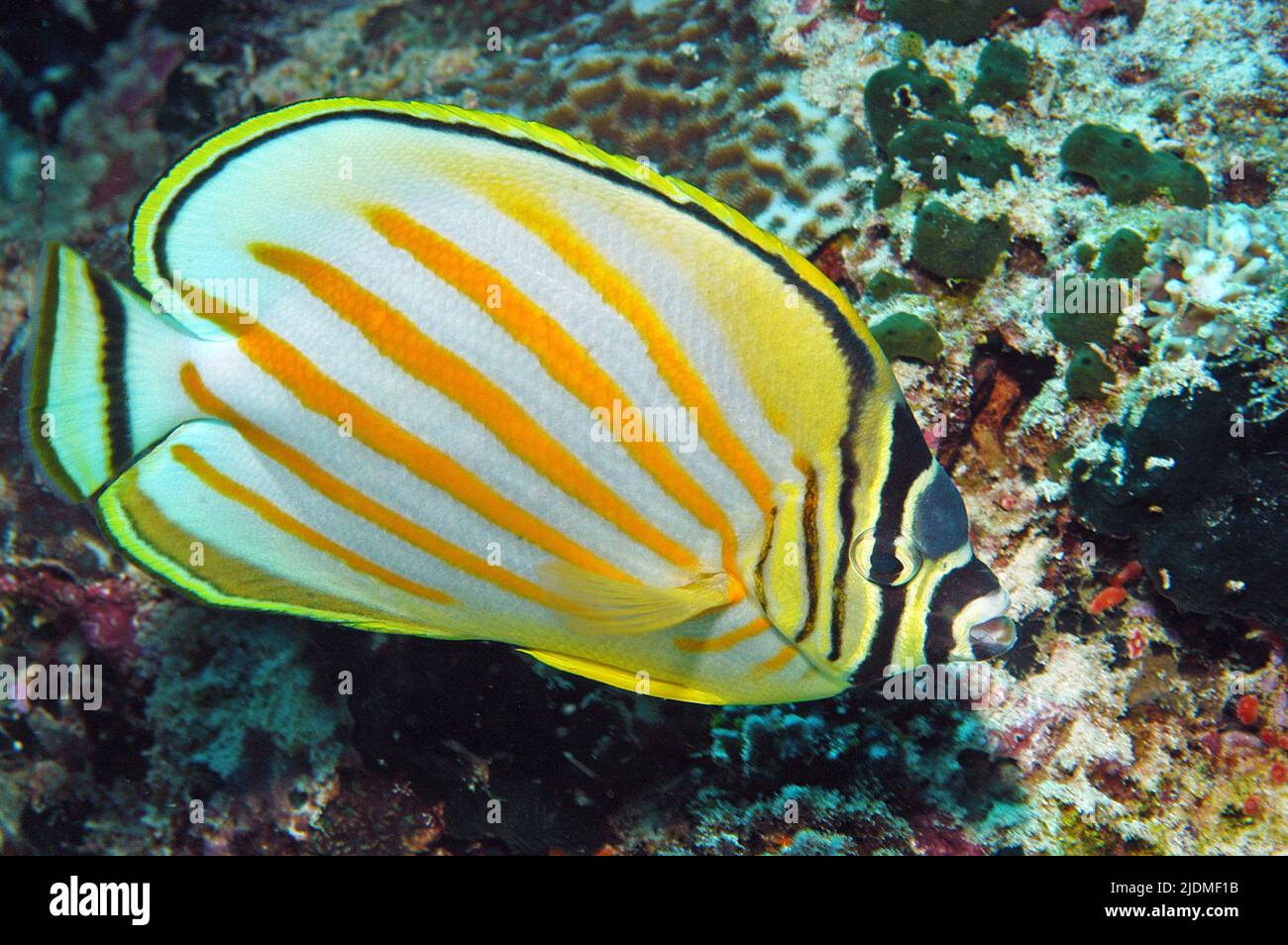 Ornate butterflyfish (Chaetodon ornatissimus), Tahiti, French Polynesia ...