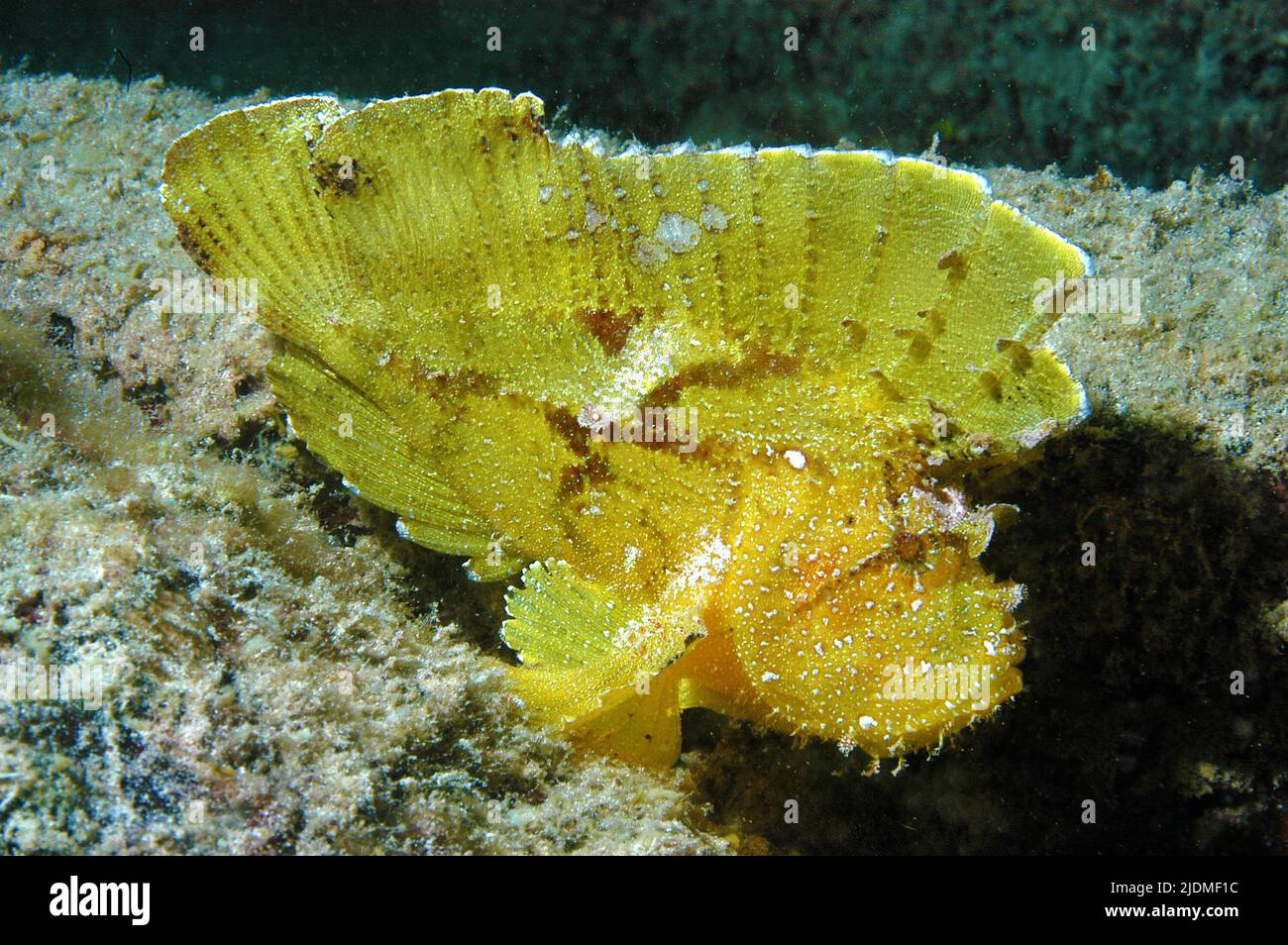 Paper fish, Leaf fish or Leaf scorpionfish (Taenianotus triacanthus ...