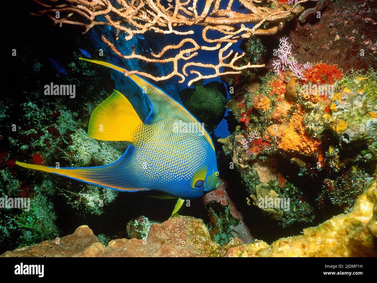 Queen anglefishes hi-res stock photography and images - Alamy