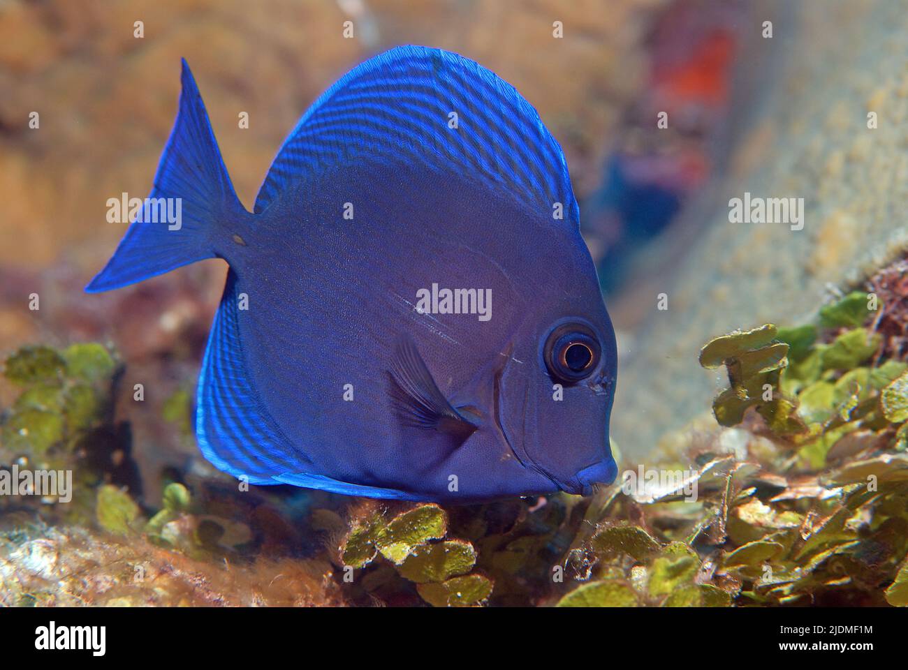 Blue Tang (Acanthurus coeruleus), have a sharp blade at the dorsal fin ...