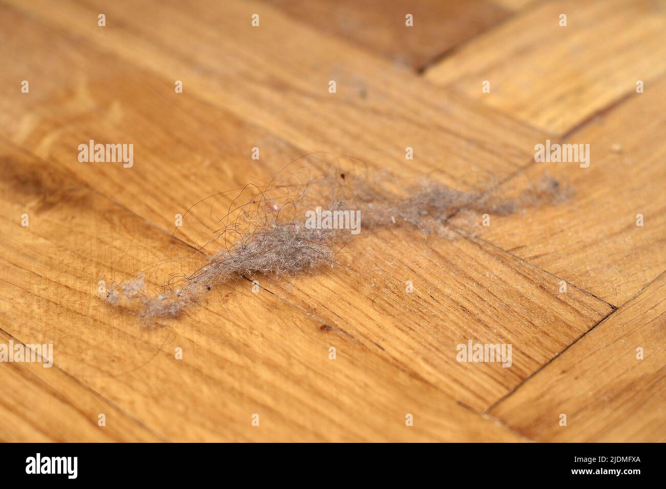 Very dusty, unhealthy floors in a household room Stock Photo - Alamy