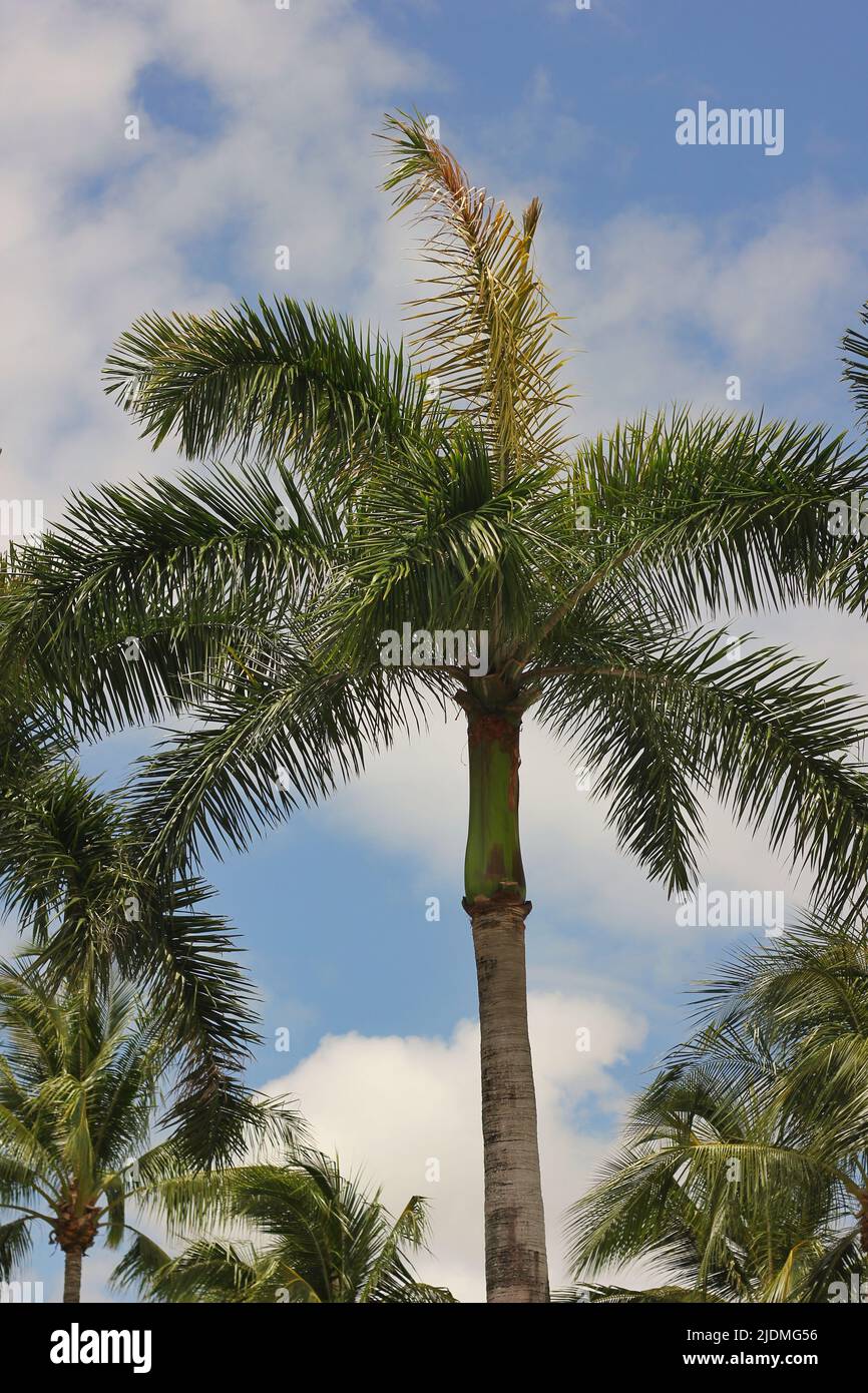 Beautiful tropical palm tree growing in the sunny garden Stock Photo ...