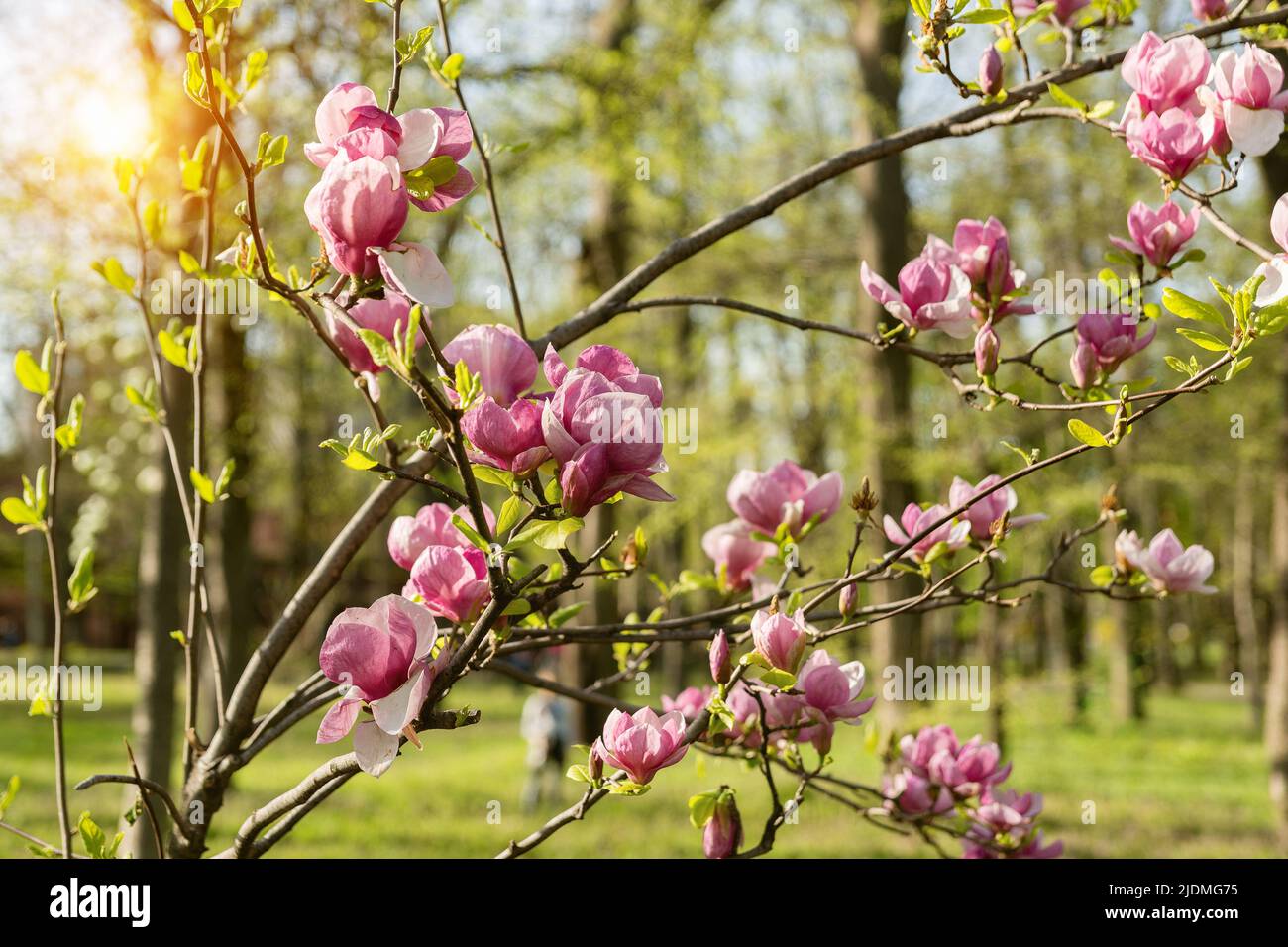 Beautiful flowering Magnolia soulangeana tree in the spring garden at ...