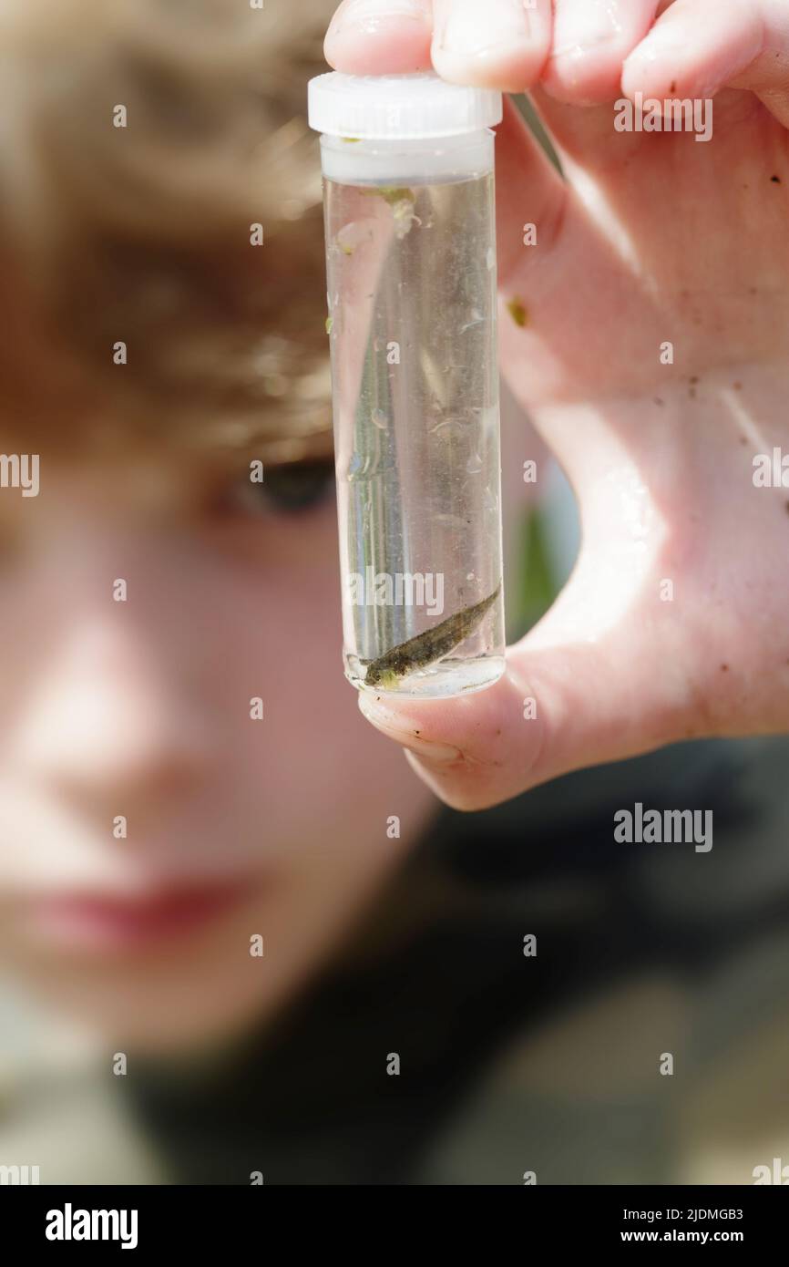 Child looking through a specimen tube at a three spined stickleback ...