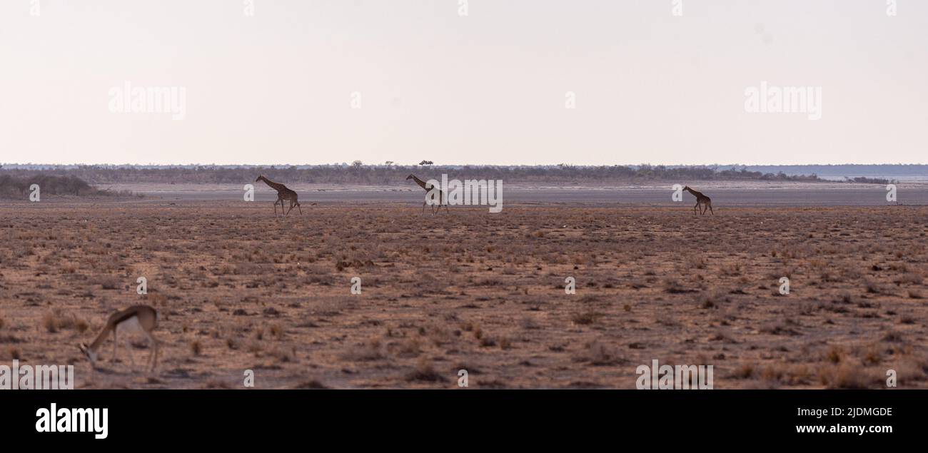 Telephoto show of three Angolan Giraffe - Giraffa giraffa angolensis ...