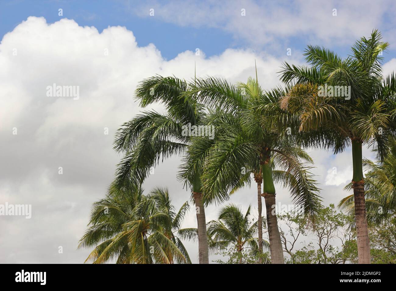 Beautiful tropical palm tree growing in the sunny garden Stock Photo ...