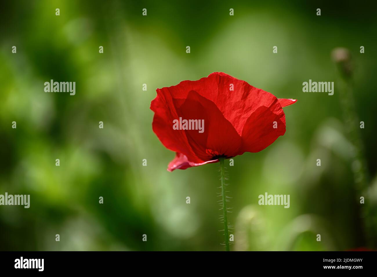 Red spring poppy Stock Photo - Alamy