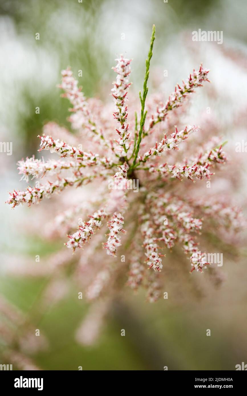Small-flowered Tamarix parviflora an ornamental plant Close-up Stock ...