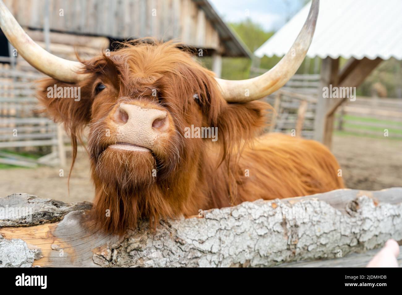 Texas huge horns hi-res stock photography and images - Alamy
