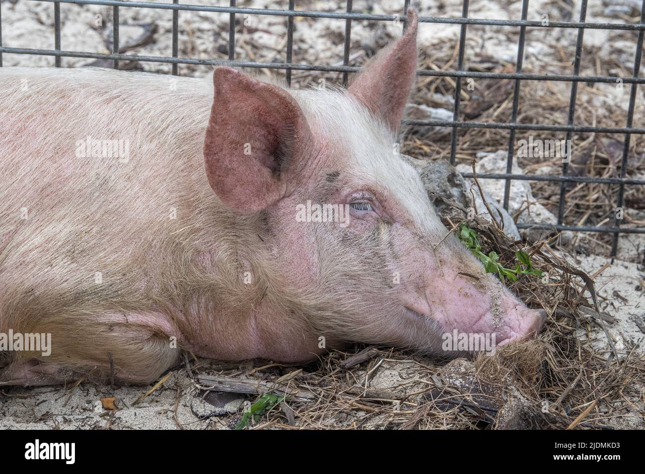 Pig eye detail hi-res stock photography and images - Alamy