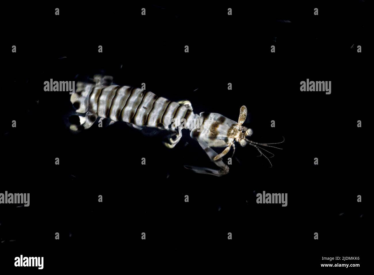Sea cicada at night on sea surface isolated on black Stock Photo - Alamy