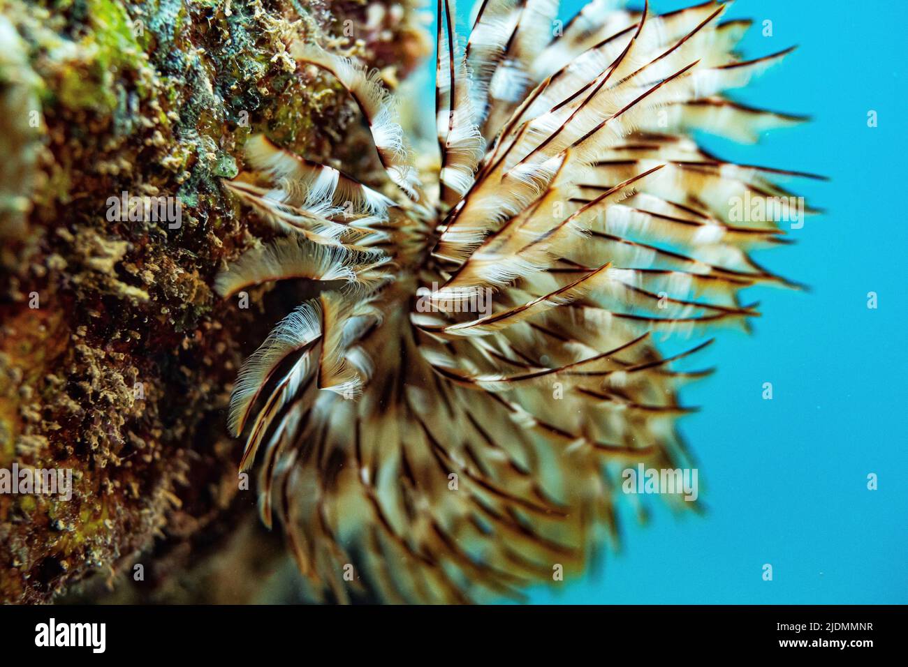 Coral reef of Mayotte lagoon Stock Photo - Alamy