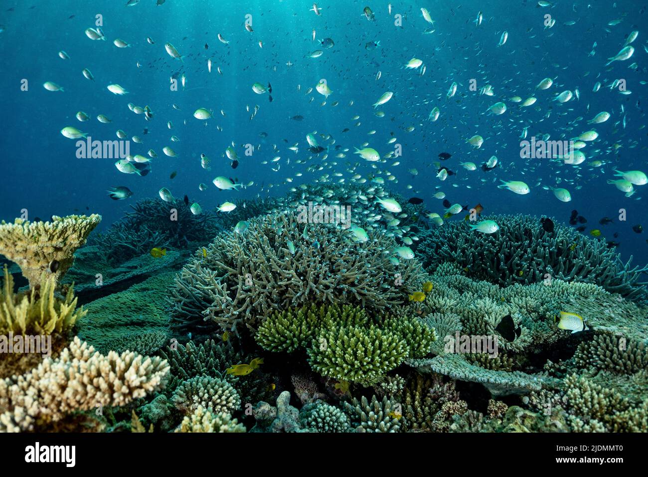 Coral reef of Mayotte lagoon Stock Photo - Alamy