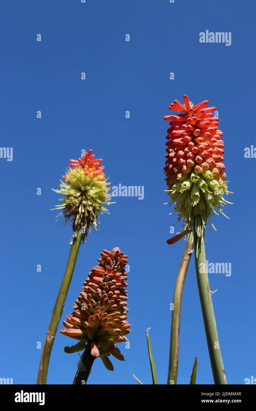 A group of Red Hot Poker - Kniphofia Alcazar flower spikes against a ...