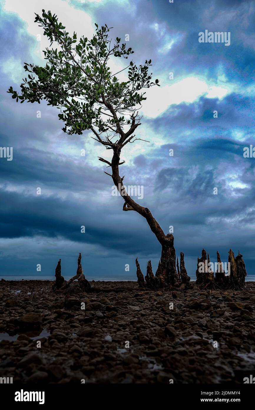 Rainforest of Mayotte lagoon Stock Photo - Alamy