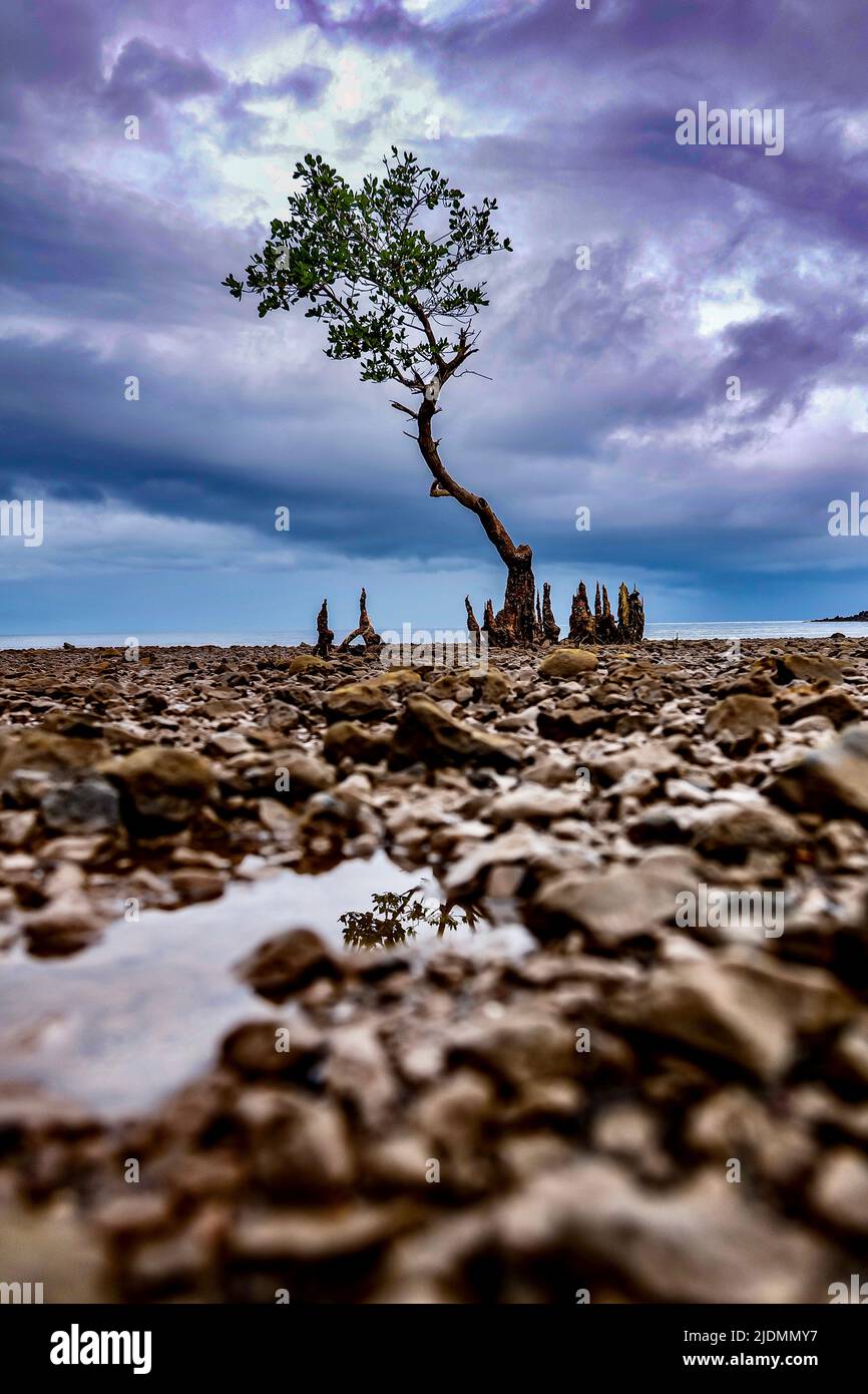 Rainforest of Mayotte lagoon Stock Photo - Alamy