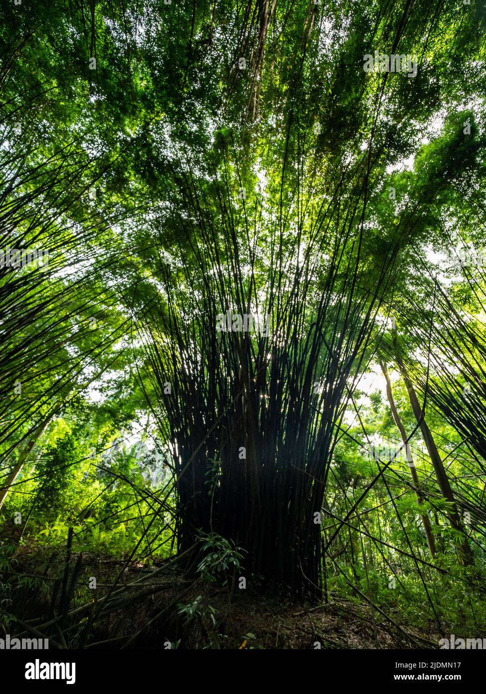 Rainforest of Mayotte lagoon Stock Photo - Alamy