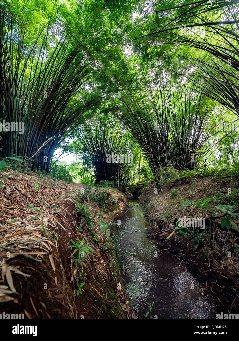 Rainforest of Mayotte lagoon Stock Photo - Alamy