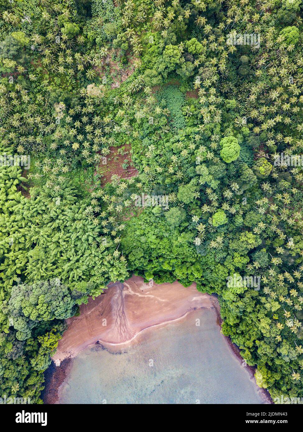 Rainforest of Mayotte lagoon Stock Photo - Alamy