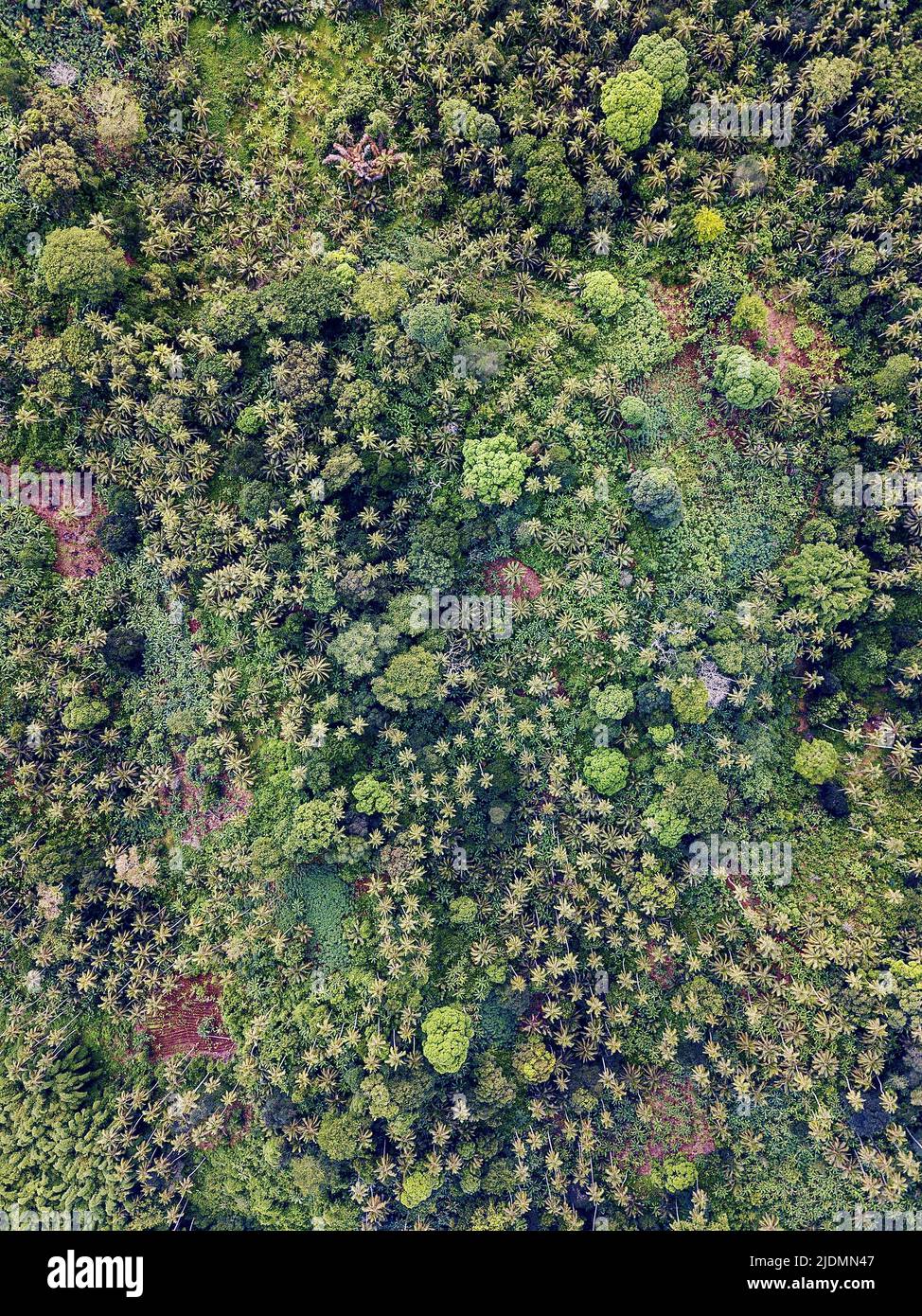 Rainforest of Mayotte lagoon Stock Photo - Alamy