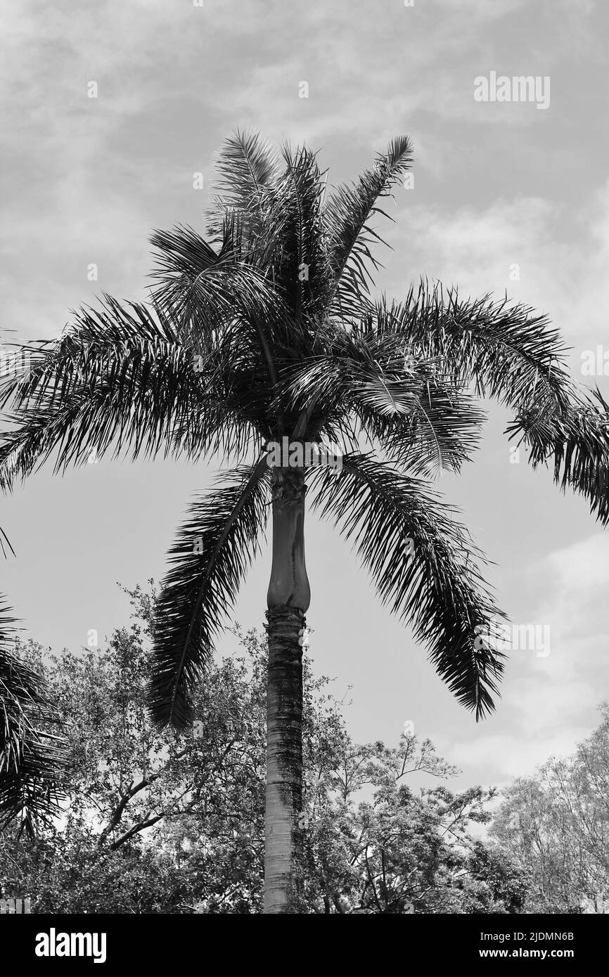 Beautiful tropical palm trees growing in the Florida jungle in black ...