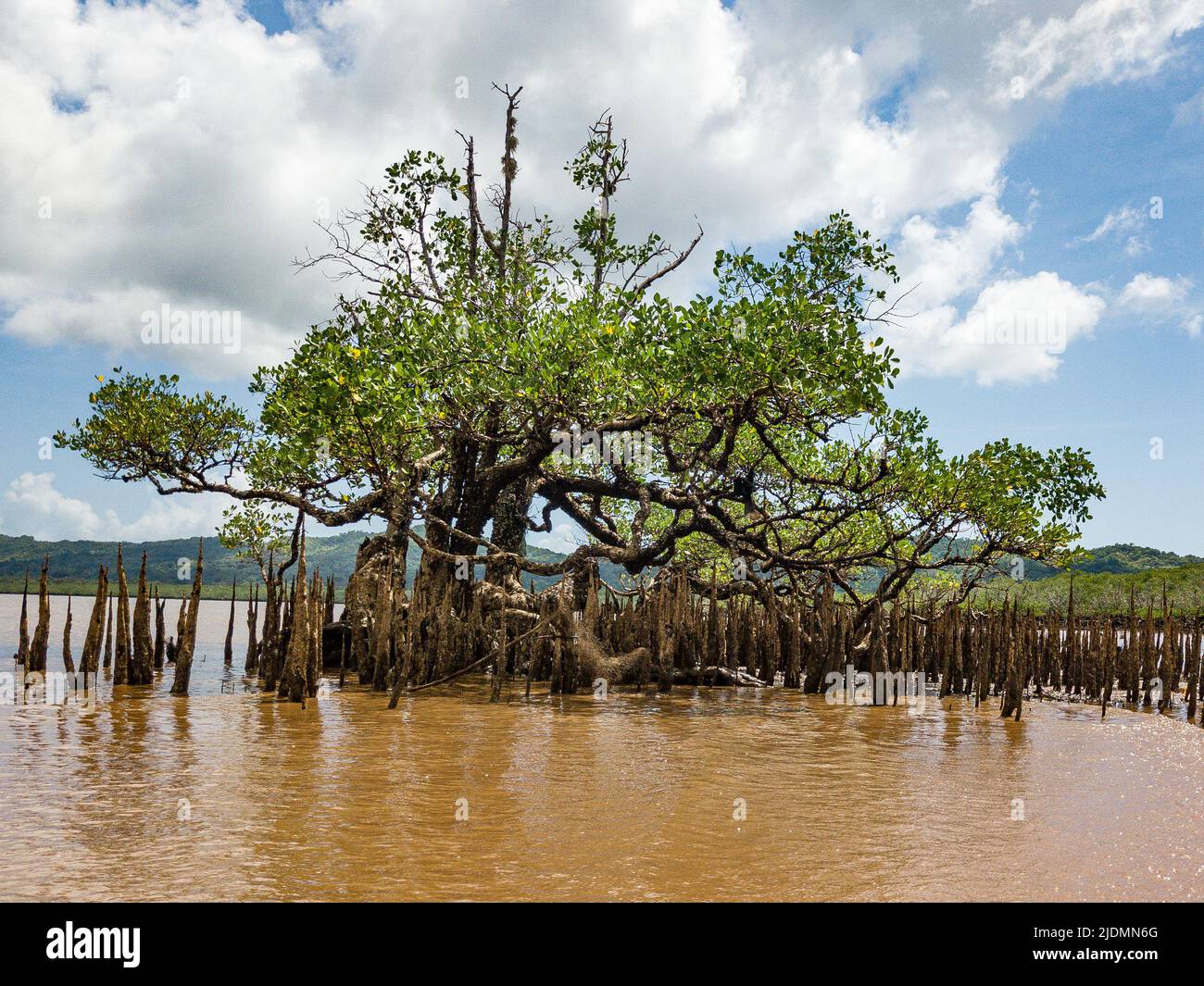 Rainforest of Mayotte lagoon Stock Photo - Alamy