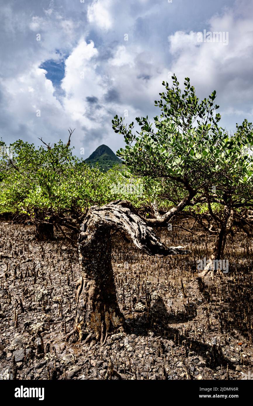 Rainforest of Mayotte lagoon Stock Photo - Alamy