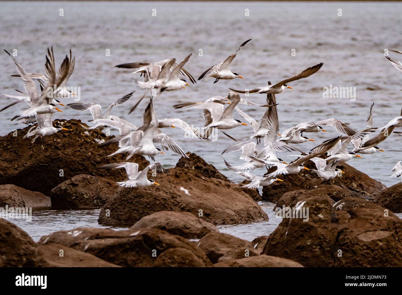 Birds of Mayotte lagoon Stock Photo - Alamy