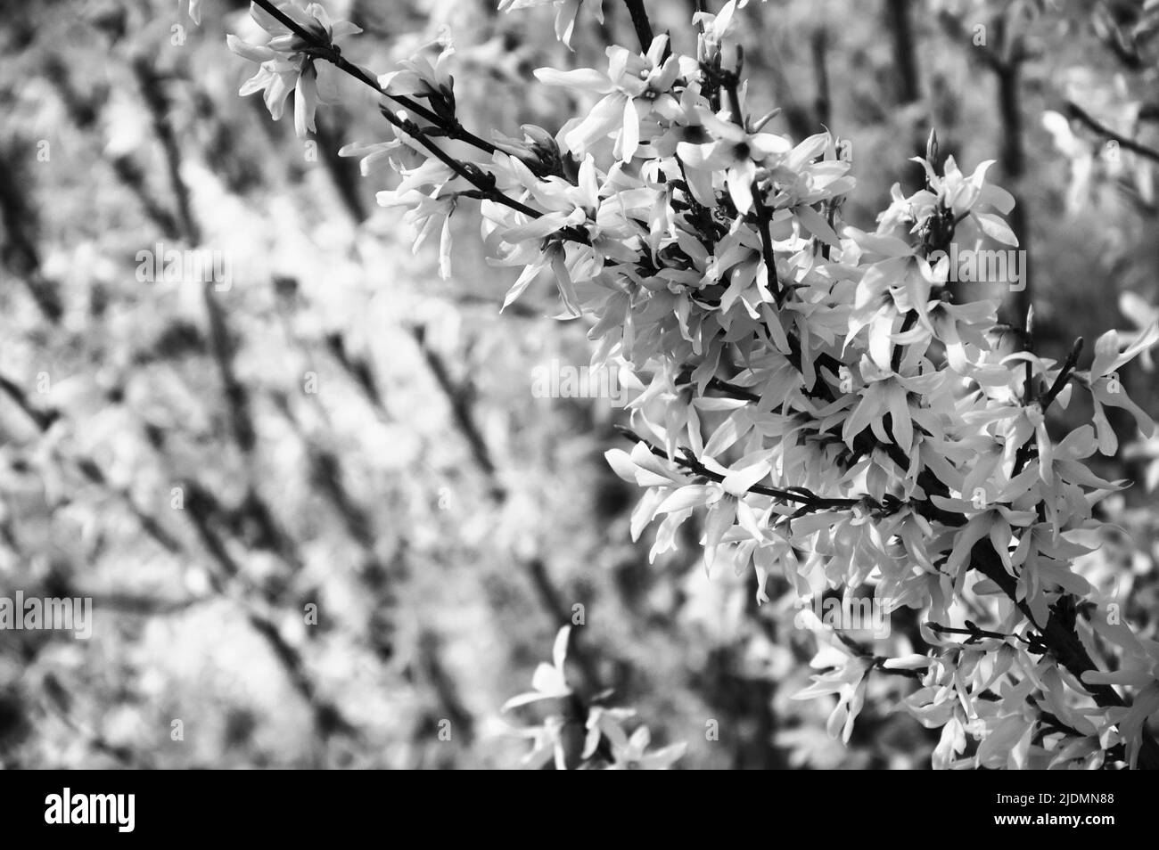 Forsythia bush Black and White Stock Photos & Images - Alamy