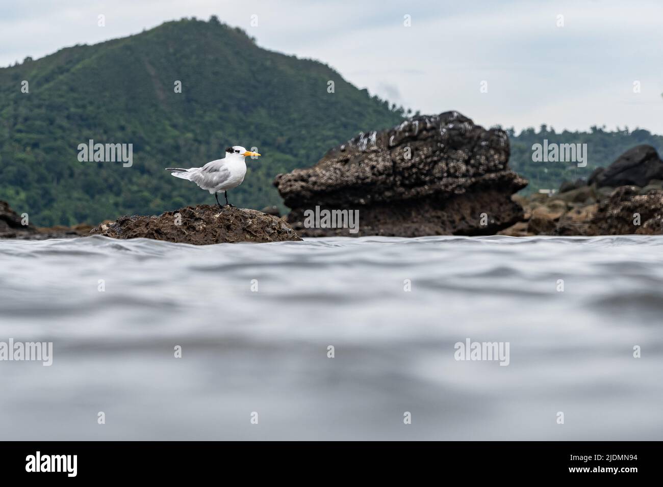Birds of Mayotte lagoon Stock Photo - Alamy