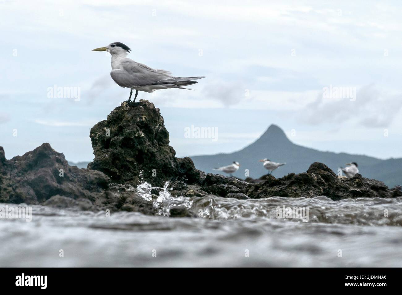 Birds of Mayotte lagoon Stock Photo - Alamy