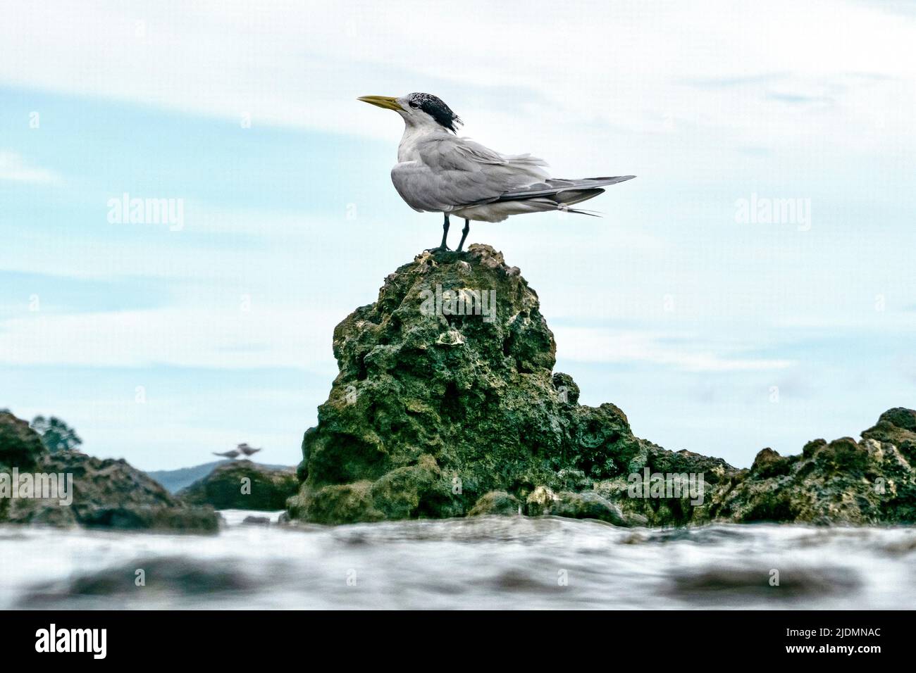 Birds of Mayotte lagoon Stock Photo - Alamy