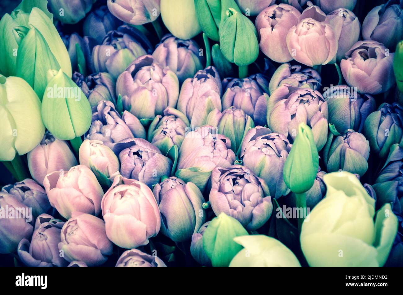 Tulips. Sad emotion. Toned photo Stock Photo - Alamy