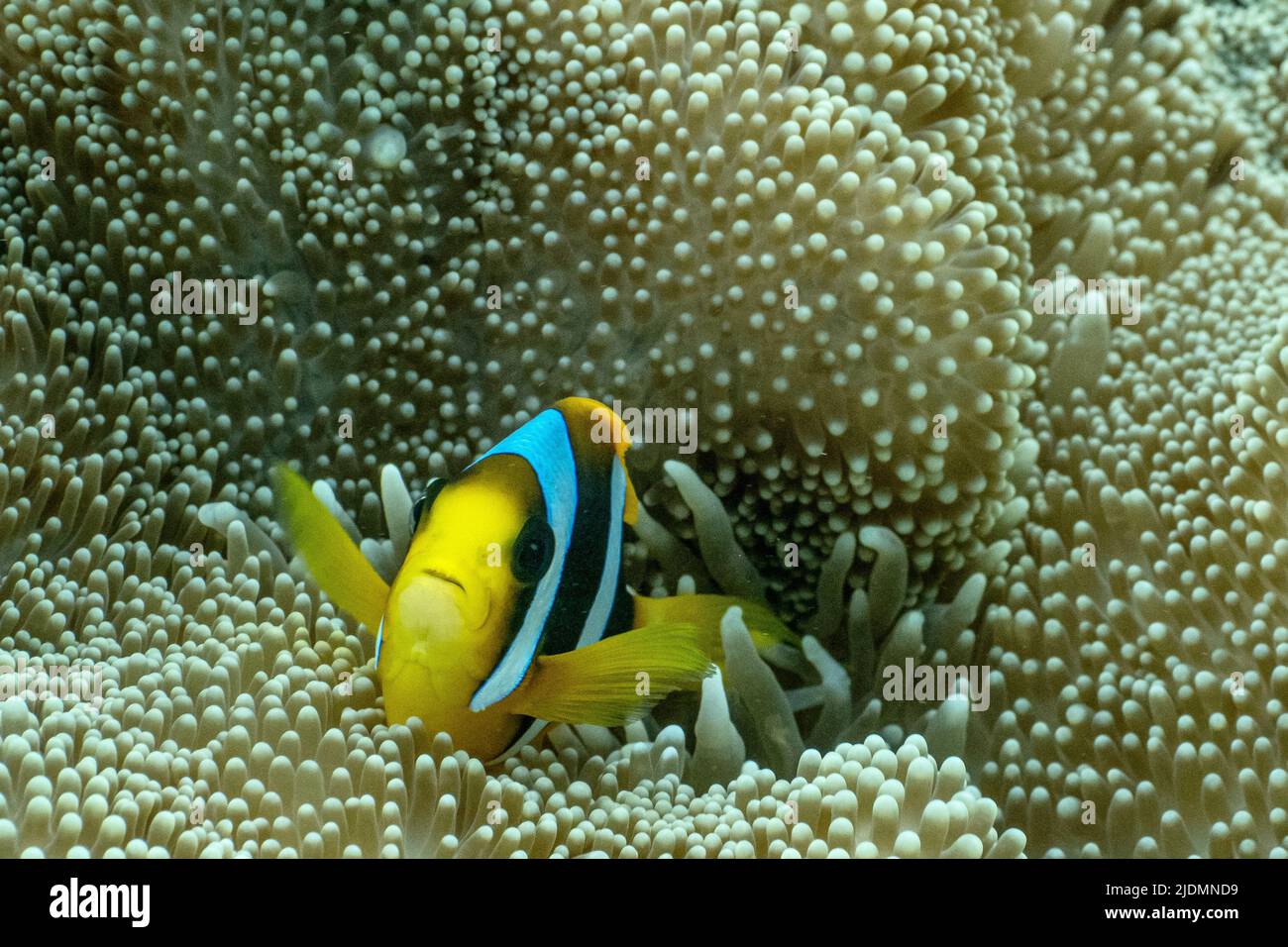Life on thé reef of Mayotte lagoon Stock Photo - Alamy