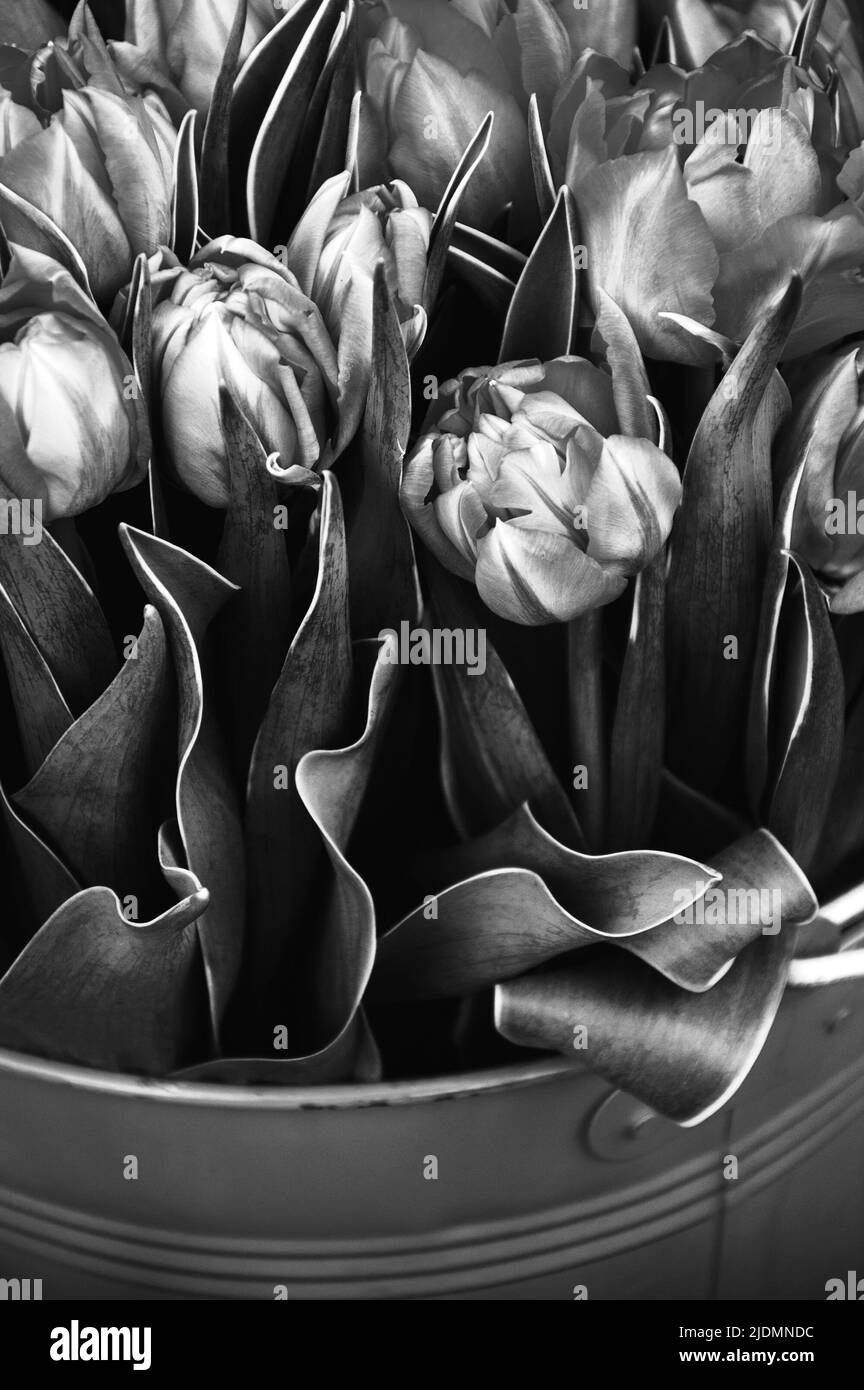 Vintage card in pastel Black and White Stock Photos & Images - Alamy